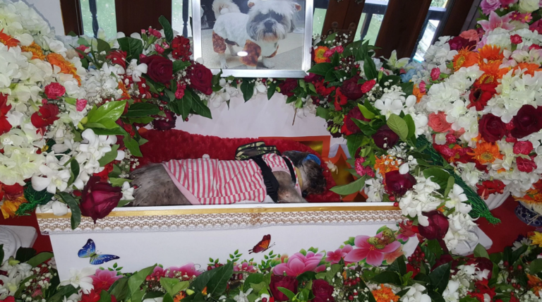 Pet Funeral Service | Best North Brisbane Pet Cremation 2021