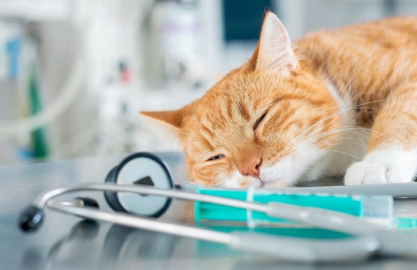 Cat Euthanasia at Home: What to Expect & How It Works